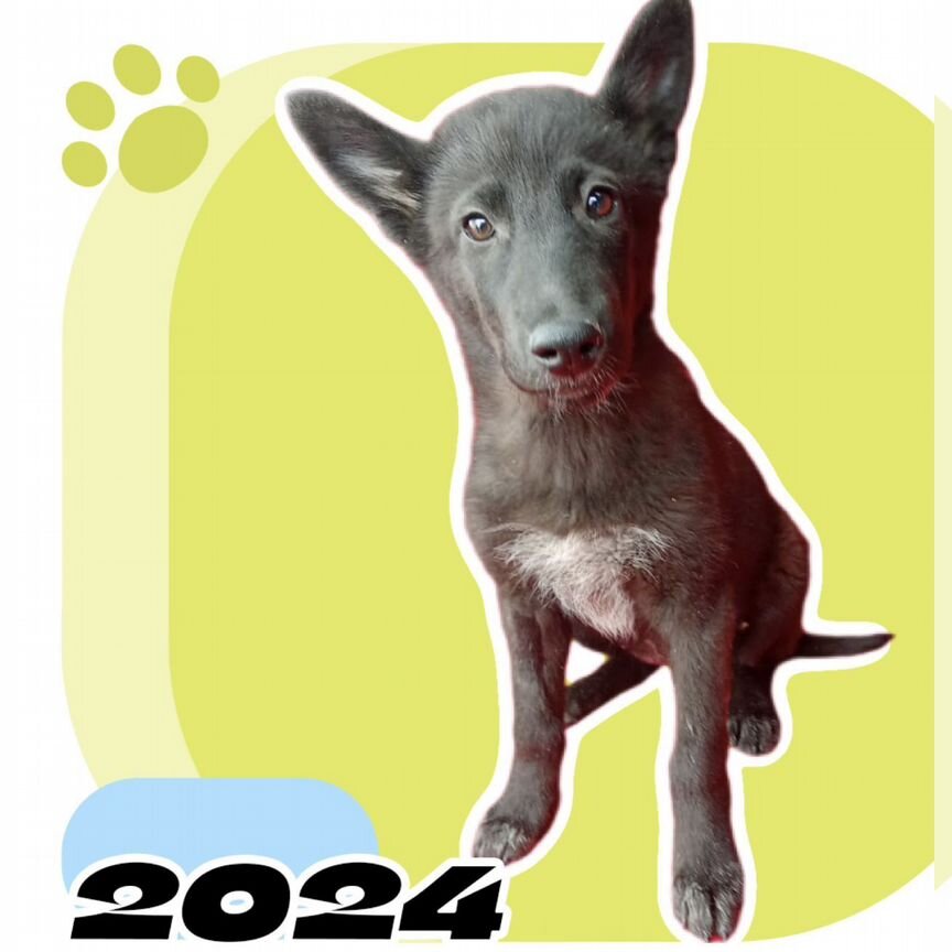 Щенок в добрые руки