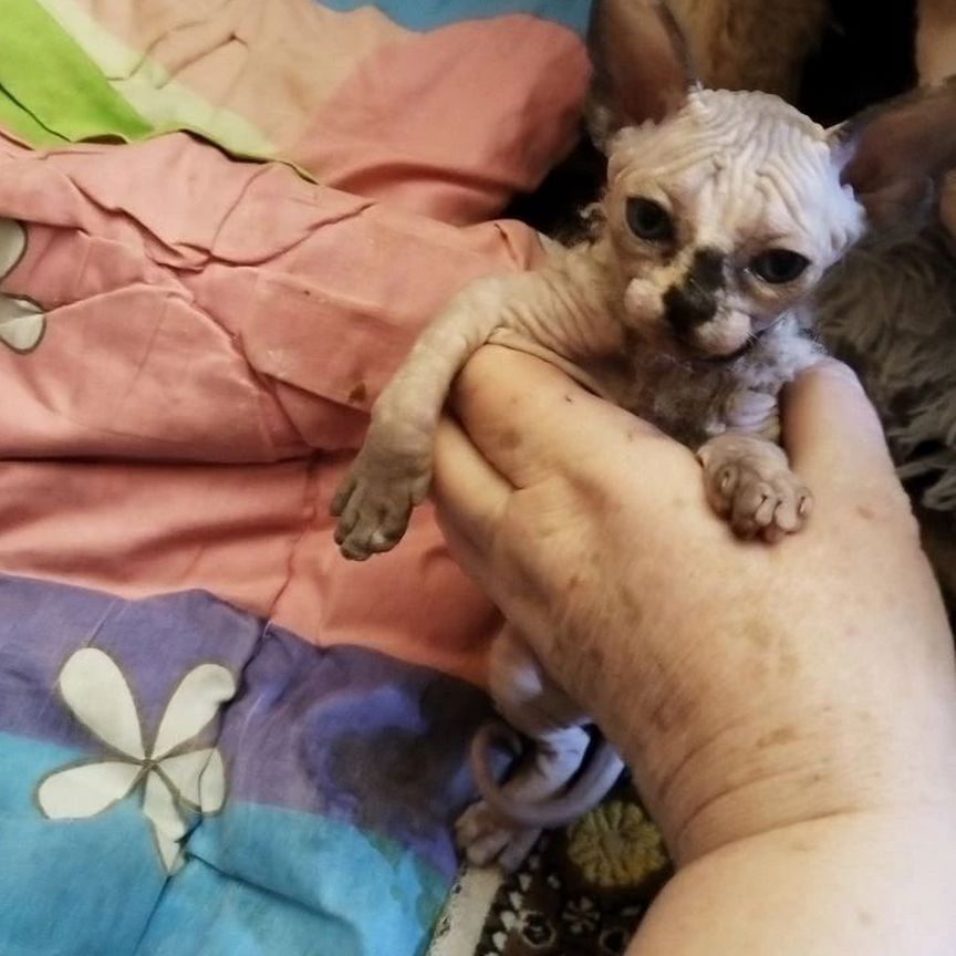 Канадский сфинкс котёнок