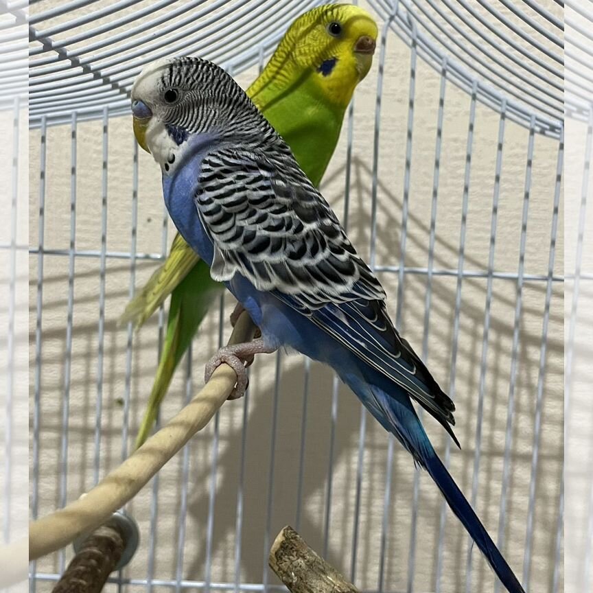 Попугаи волнистые
