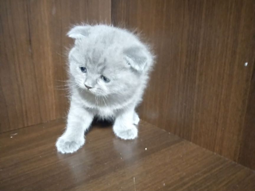 Британская