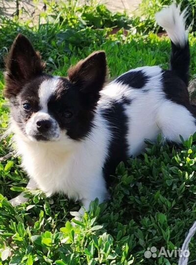 Щенки чихуахуа большой выбор окрасов