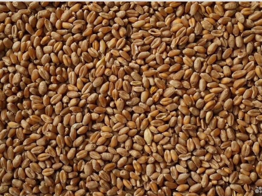 Продам пшеницу зерно