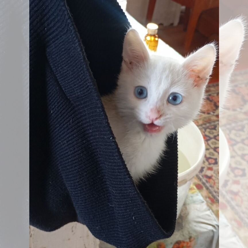 Котёнок в добрые руки