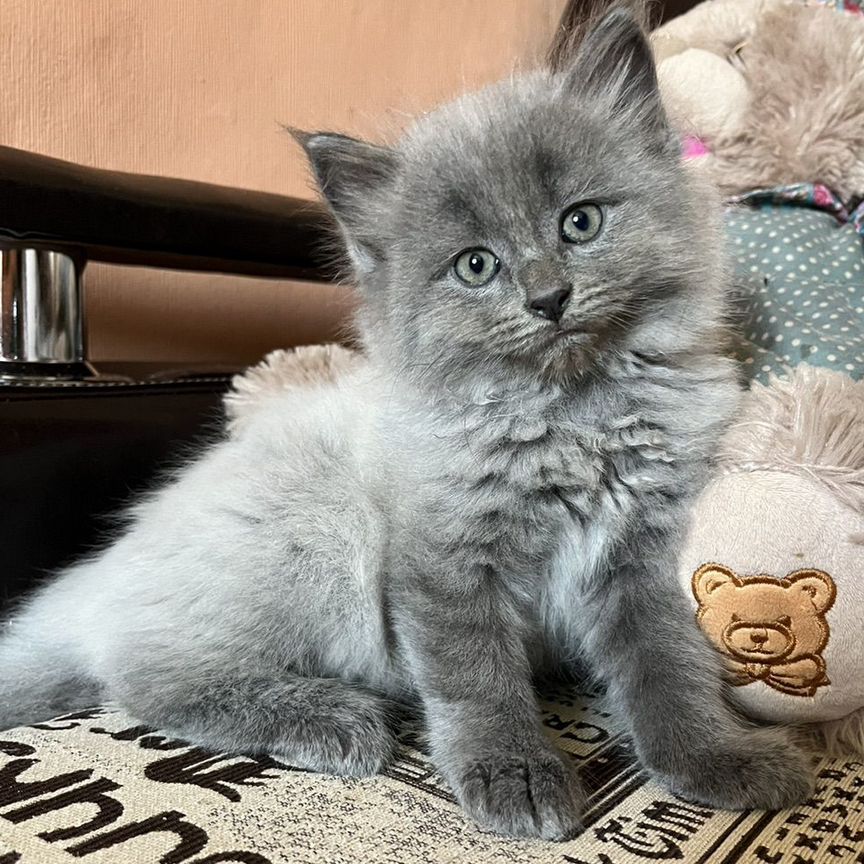 Котята мейн-кун