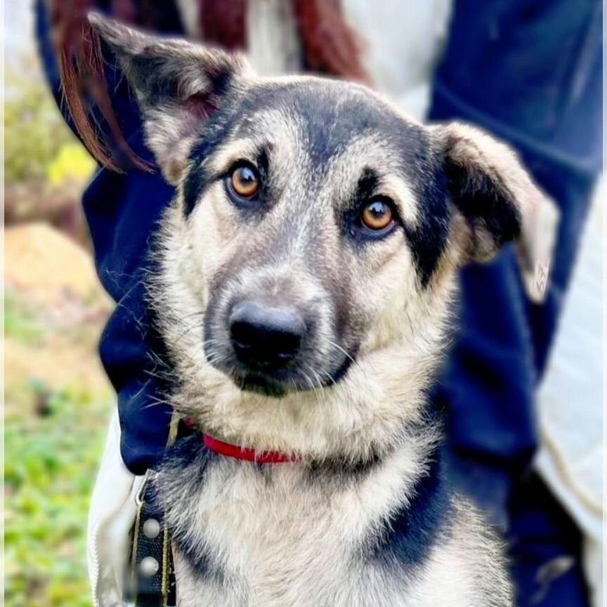 Взрослый пёс в добрые руки