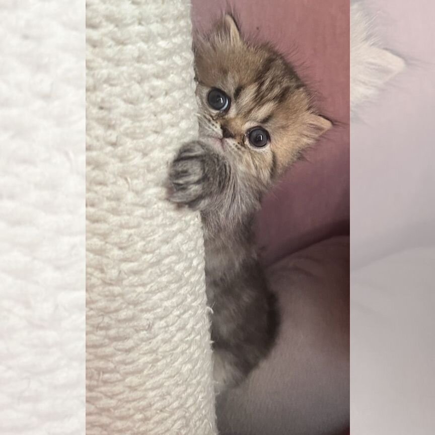 Персидская шиншилла