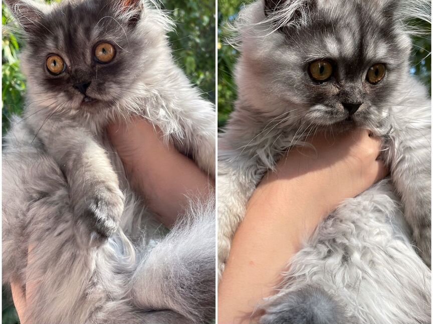 Хайленд Черный Дым