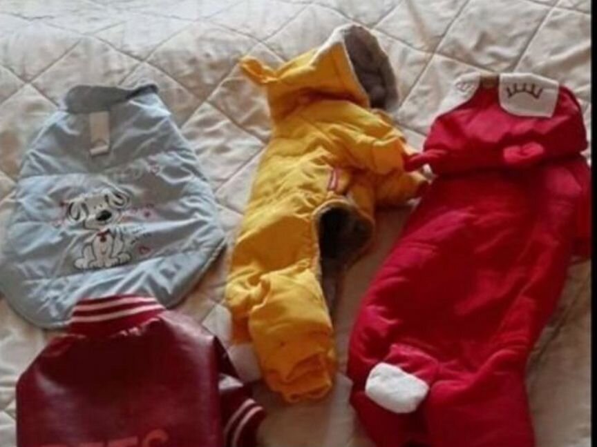 Одежда для собак