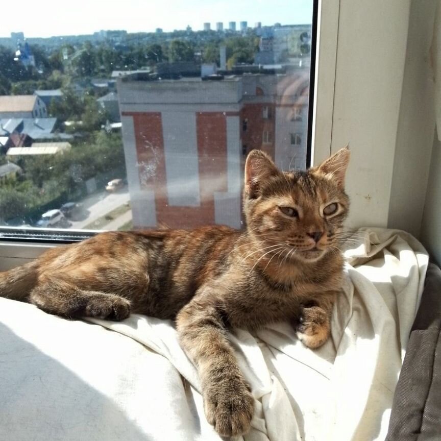 Котята в добрые руки SOS