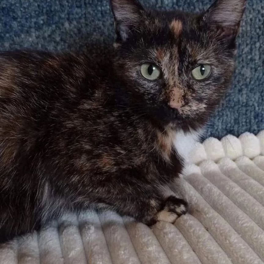 Серафима ищет любящую семью