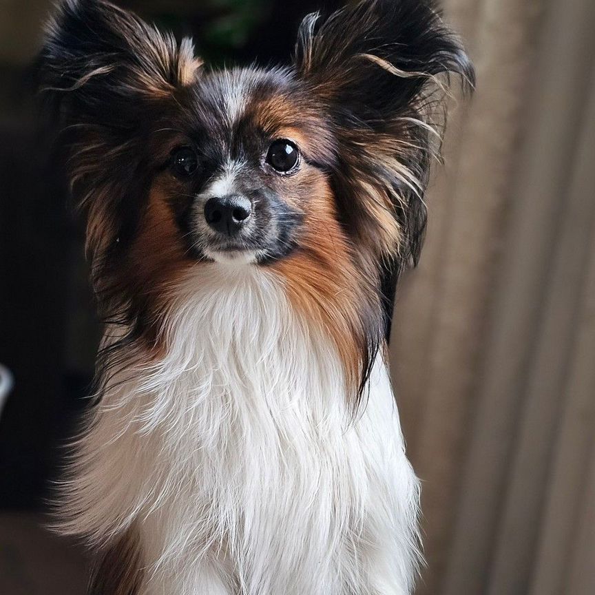 Французский папильон