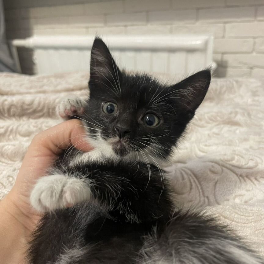 Котенок