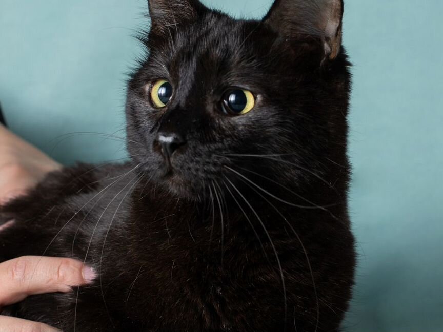 Кошечка Лакки в добрые руки