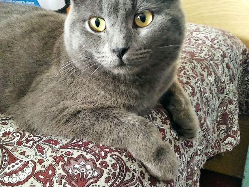 Котик, 1 год