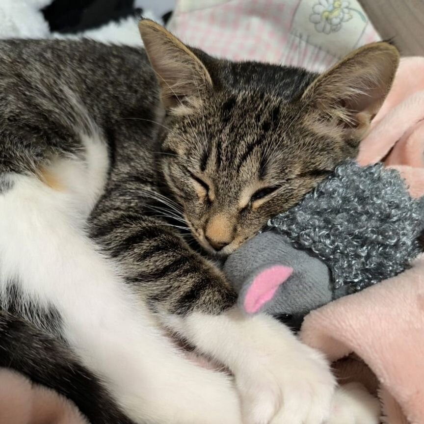 Котëнок в добрые руки