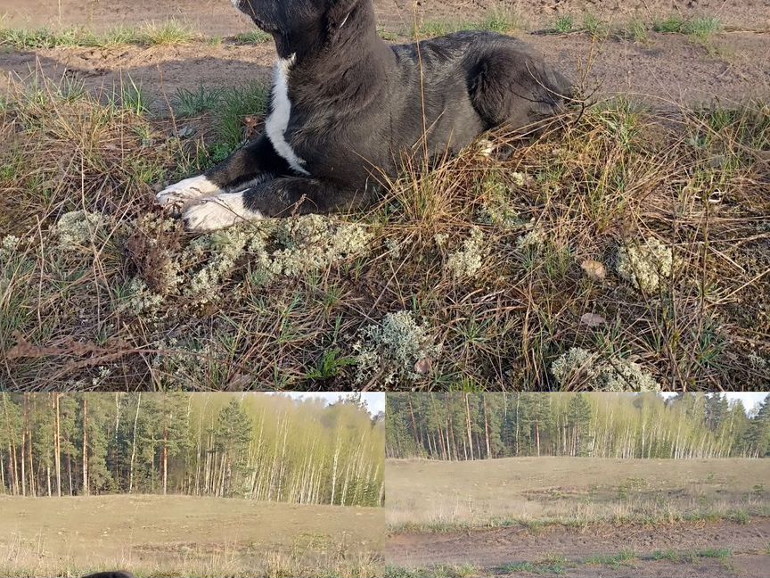 Щенки сао алабай черный