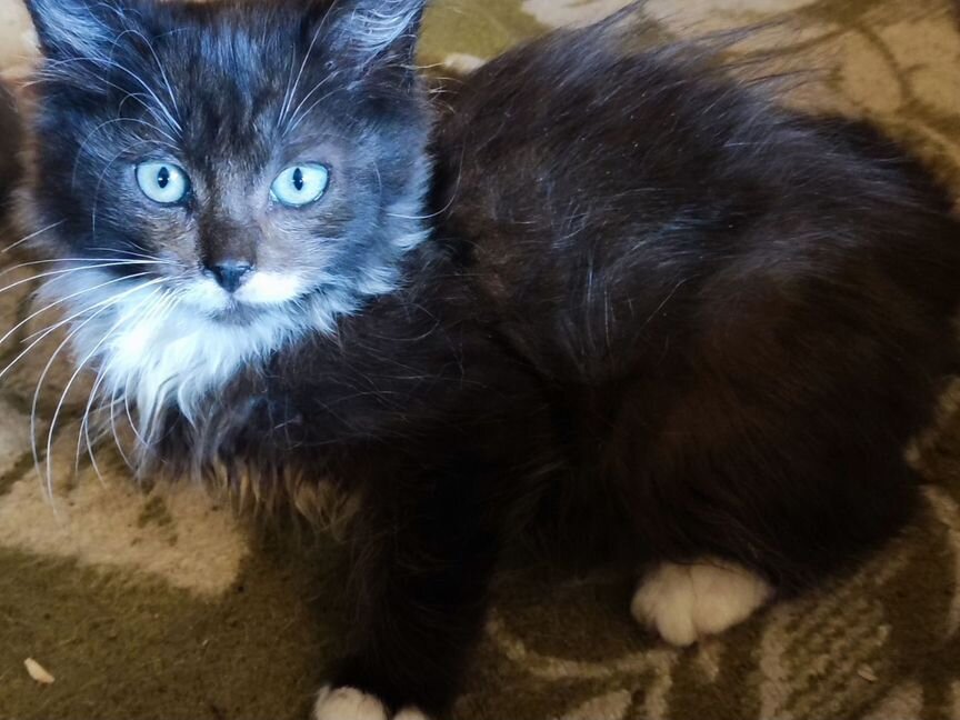 Пушистый котенок брошен в садоводстве