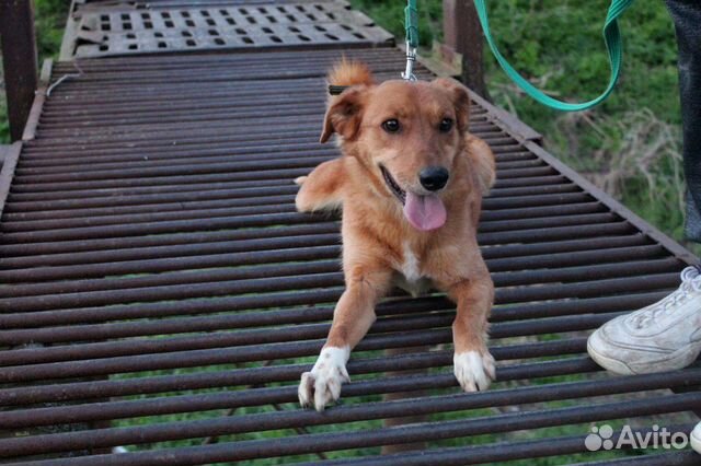 Улыбчивый пёс ищет дом