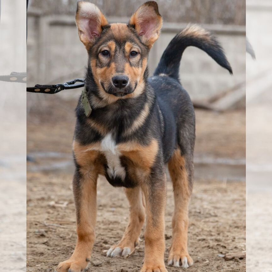 Щенок в добрые руки