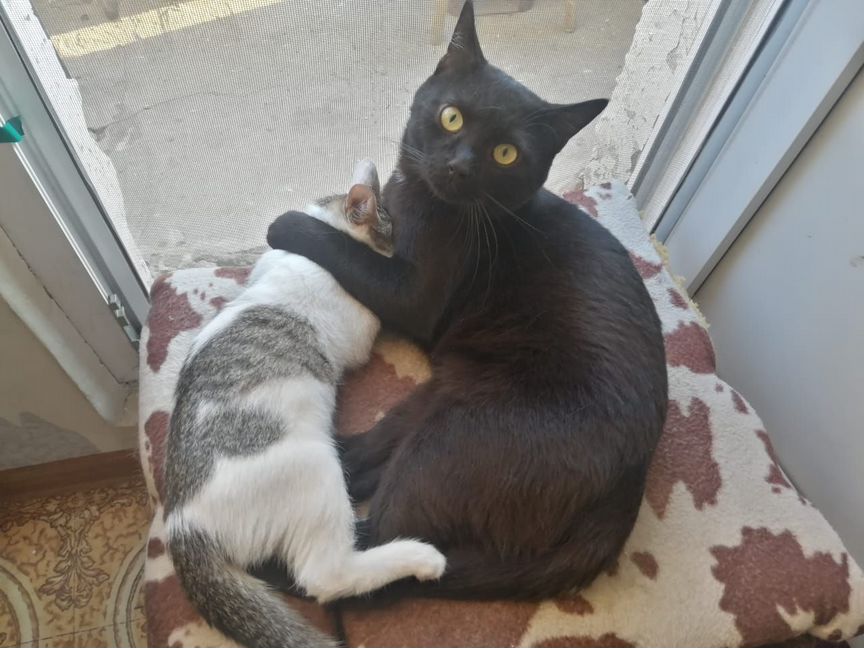 Шикарный кот Боня для ответственных хозяев