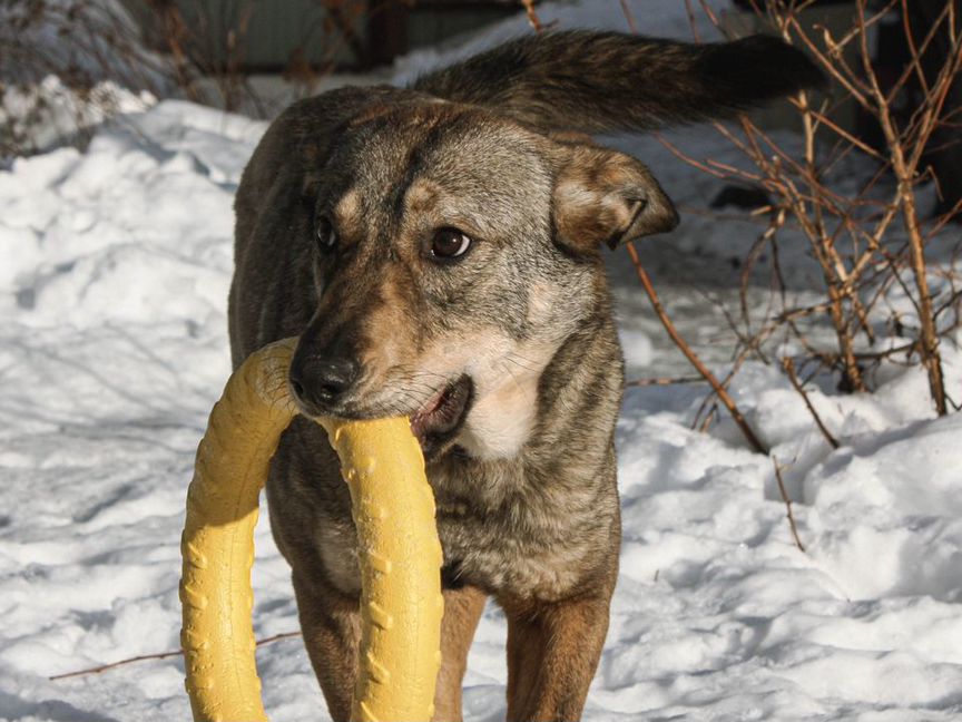 Оленёнок в добрые руки