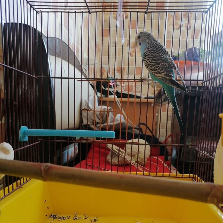 Волнистый попугай с клеткой