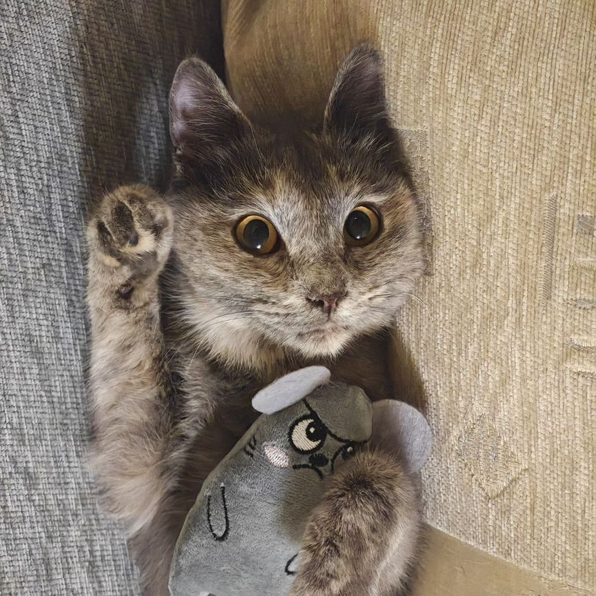 Кошечка в дар бесплатно