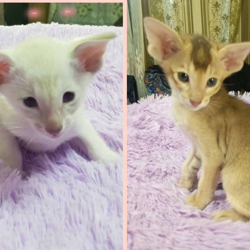 Ориентальные котята