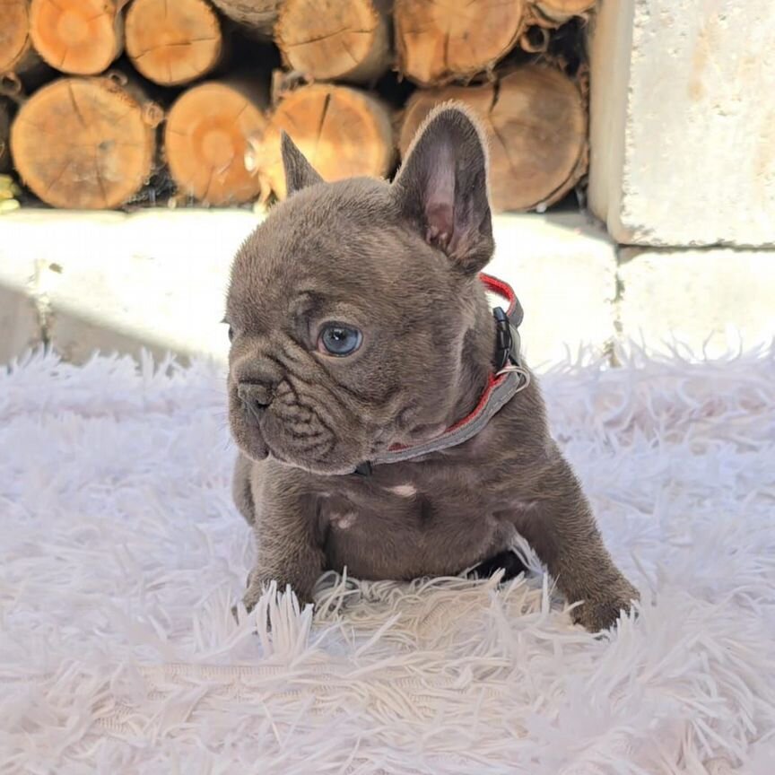 Голубой мальчик французского бульдога