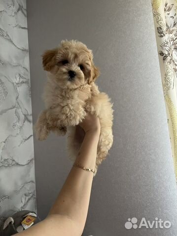 Мальтипу ф1 милейший мальчик бежевый карамель