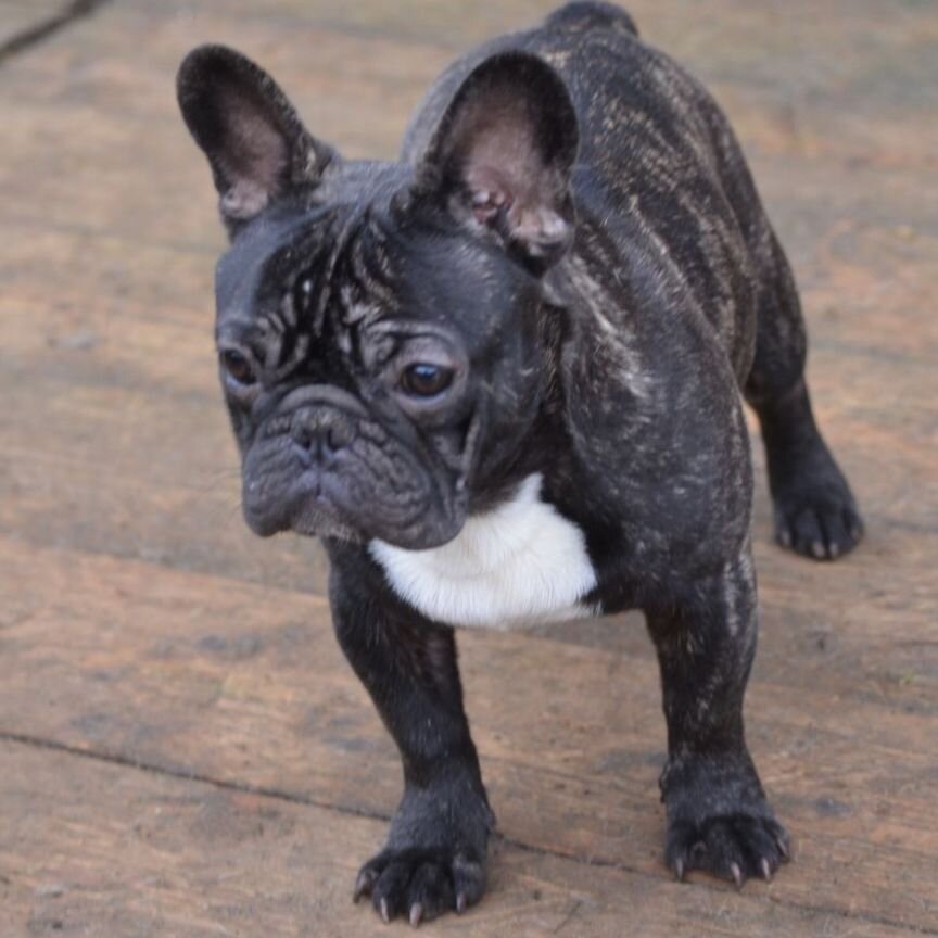 Французский бульдог, щенок
