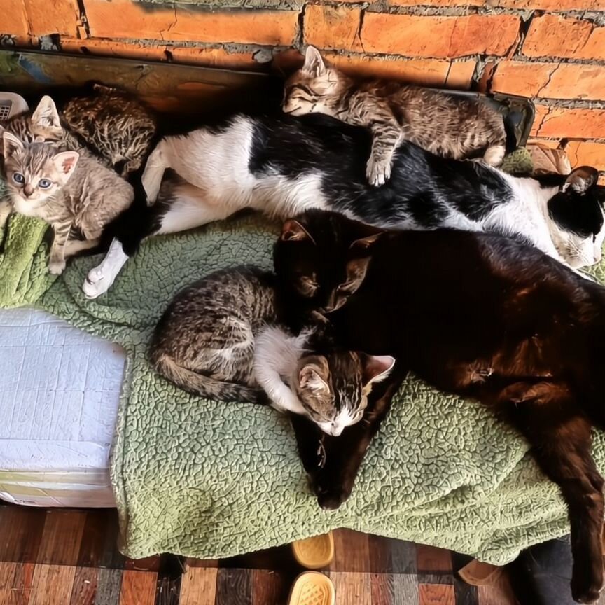 Котёнок в добрые руки