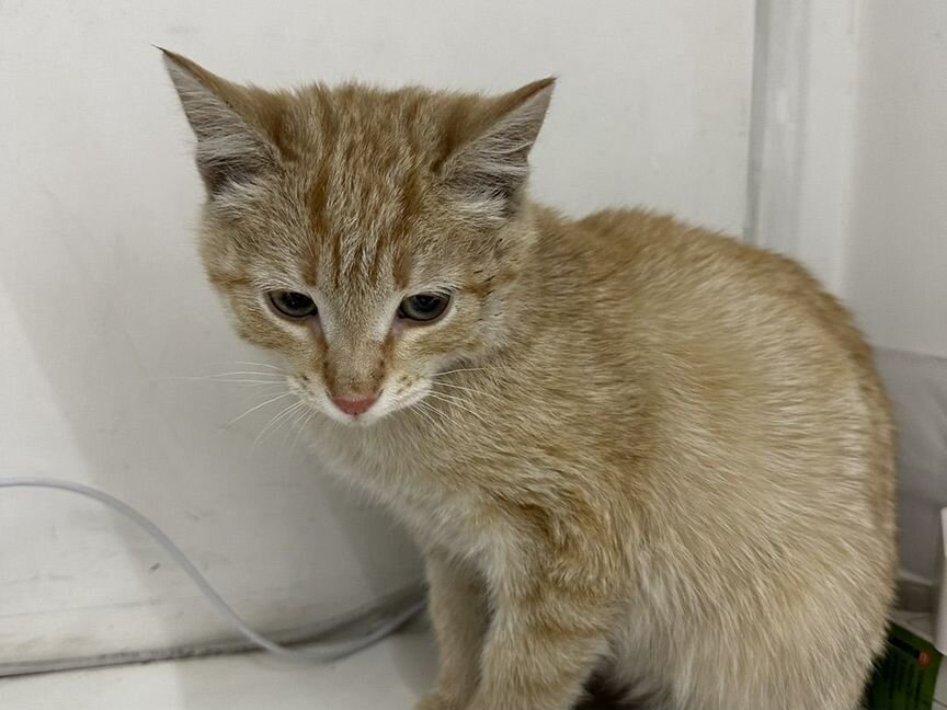 Рыжий котенок в добрые руки бесплатно