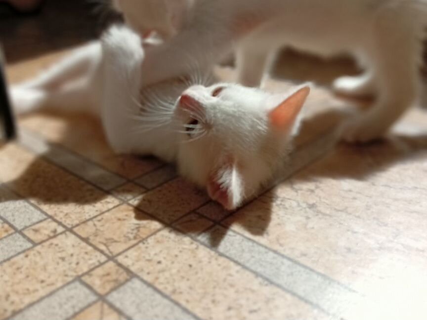 Котята в добрые руки приучены к лотку