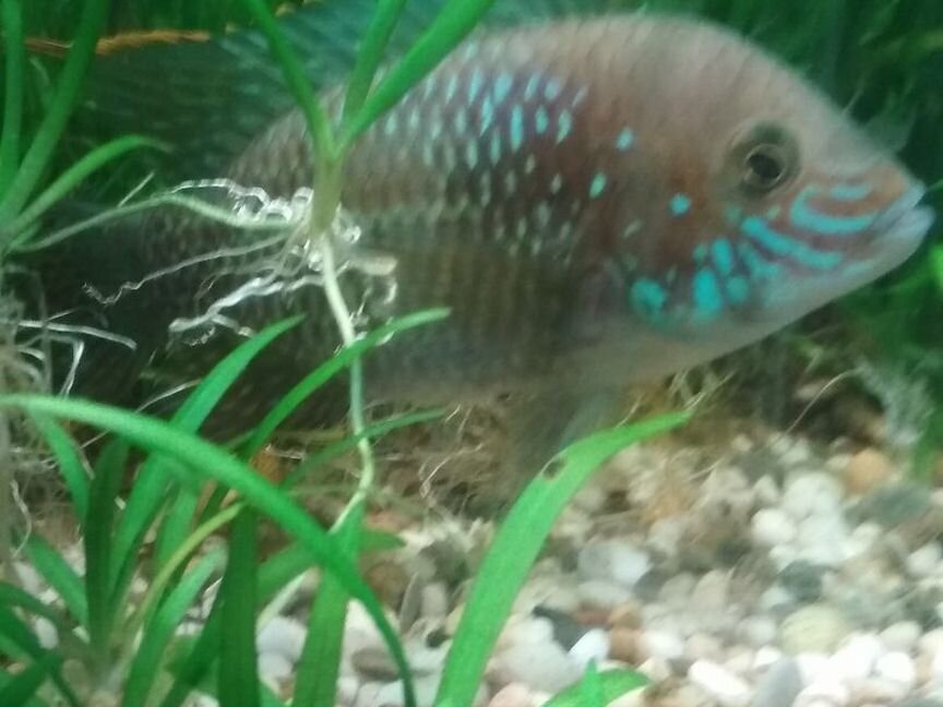 Аквариумные рыбки