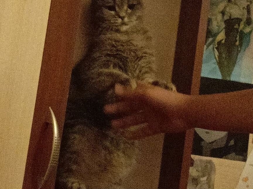 Отдается кошка в добрые руки