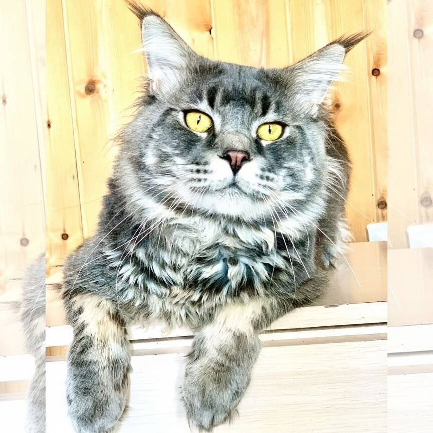 Мейн-кун котёнок