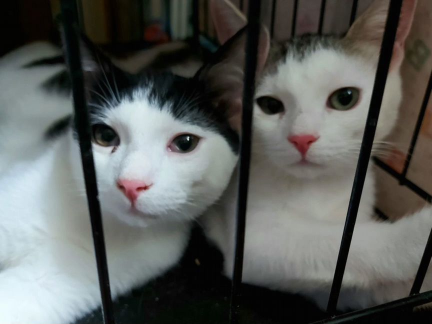 Котики в шапочках ищут дом