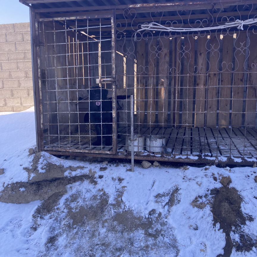 Собака в добрые руки отдам бесплатно