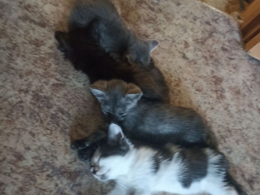 Котята в добрые руки