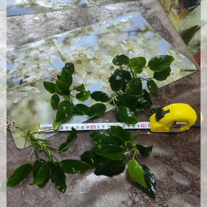 Аквариумные растения