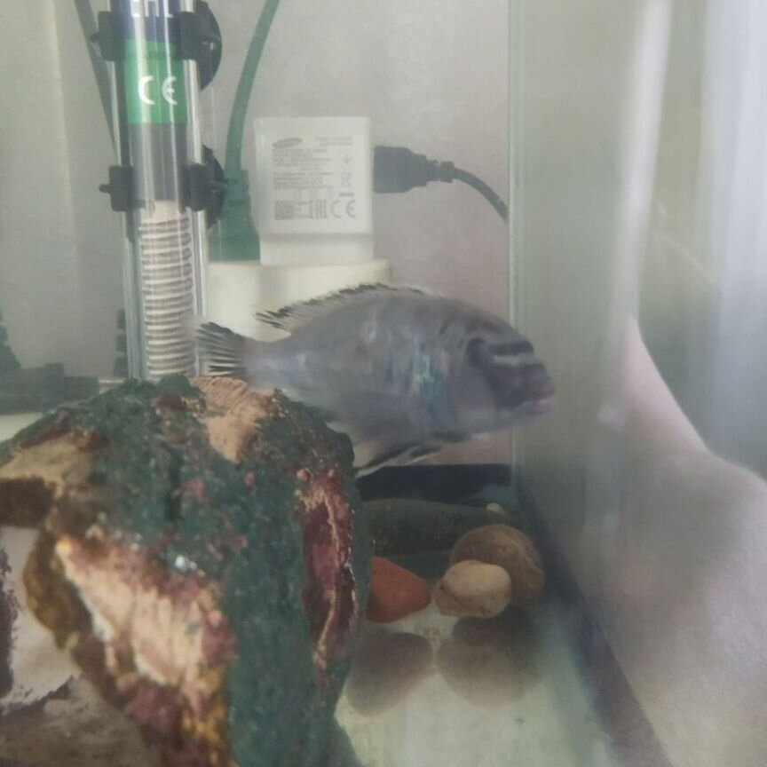 Обменяю рыбку цихлид