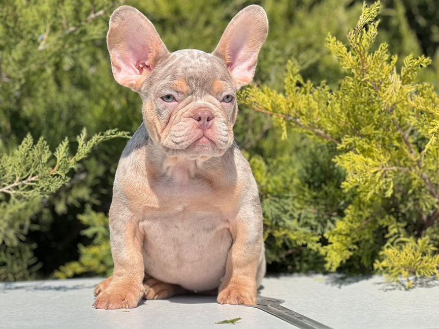 Мальчик Изабелла мрамор с подпалом