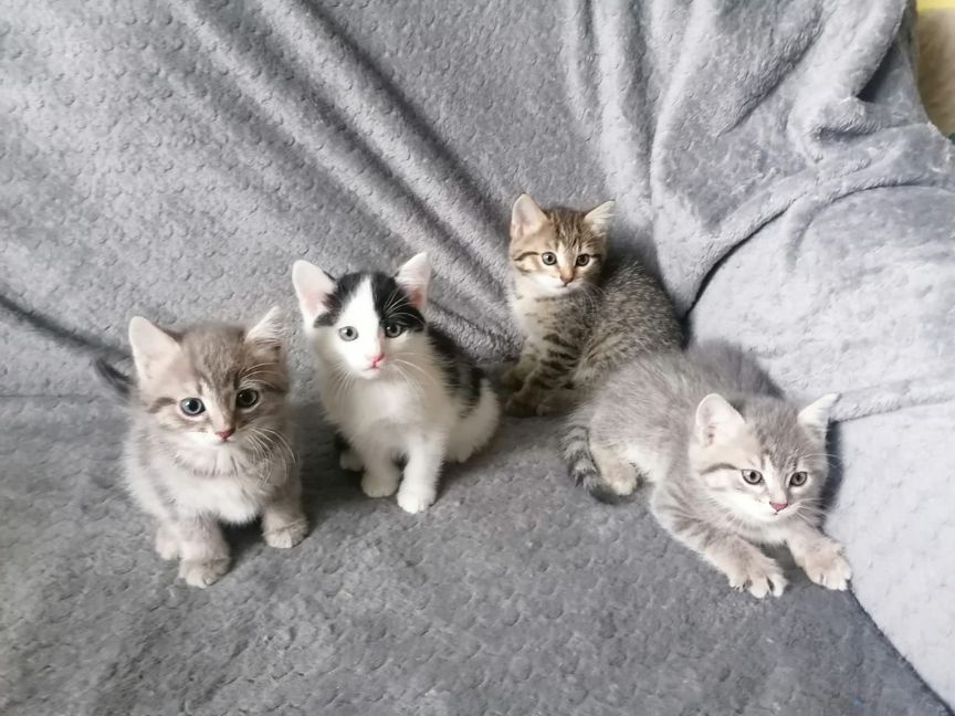 Очаровательные котята