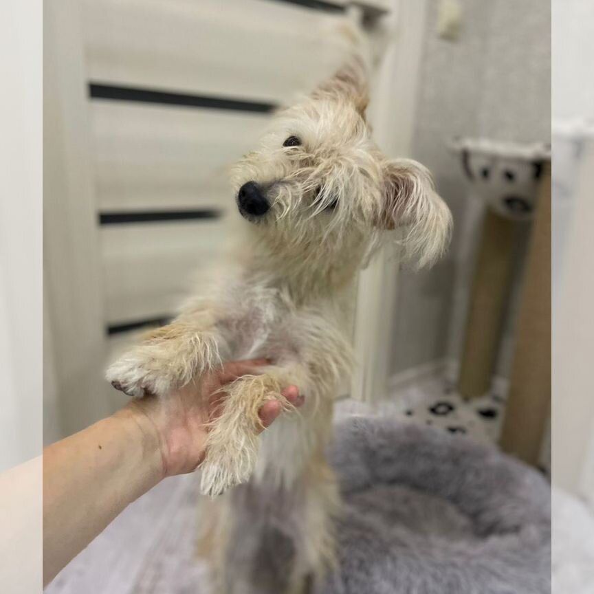 Взрослая собака в добрые руки