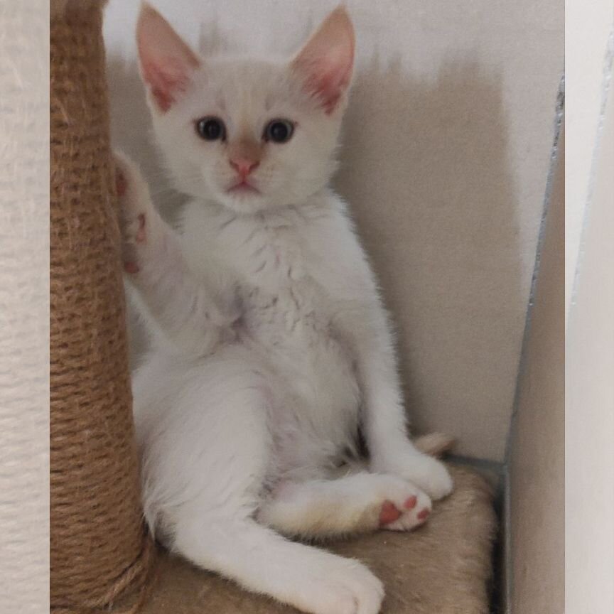 Сибирский котёнок