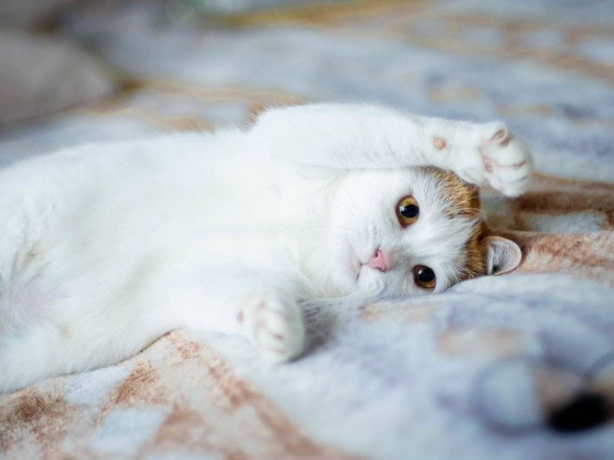 Кошка ласковая булочка Лилу