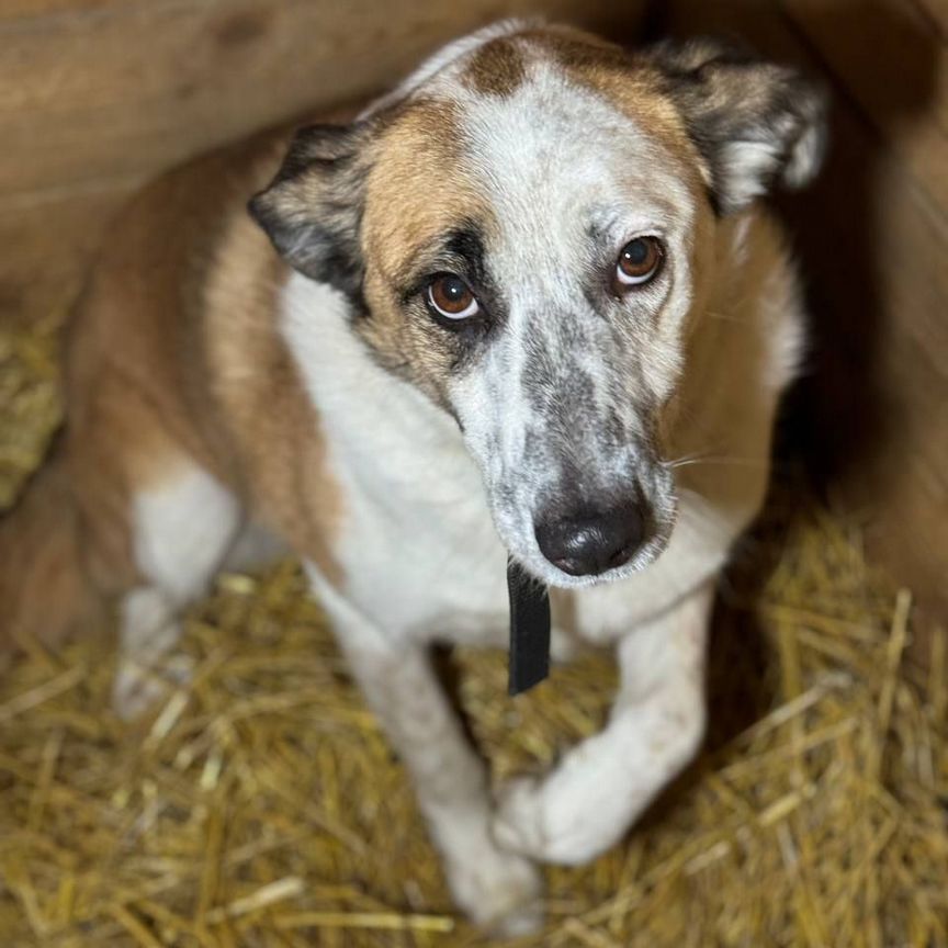 Собака в добрые руки