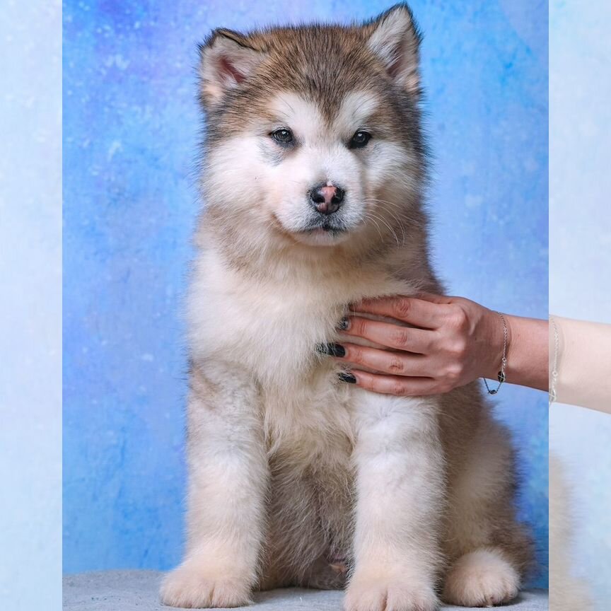 Аляскинский маламут, щенок