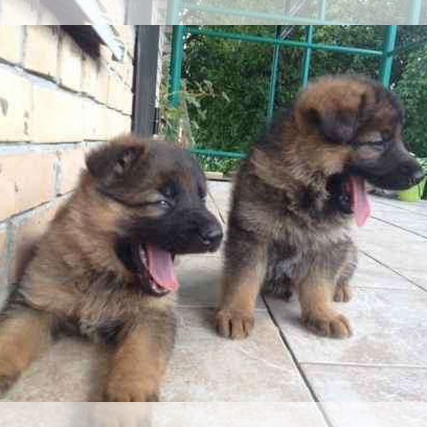 Немецкие овчарки -щенки -большой выбор